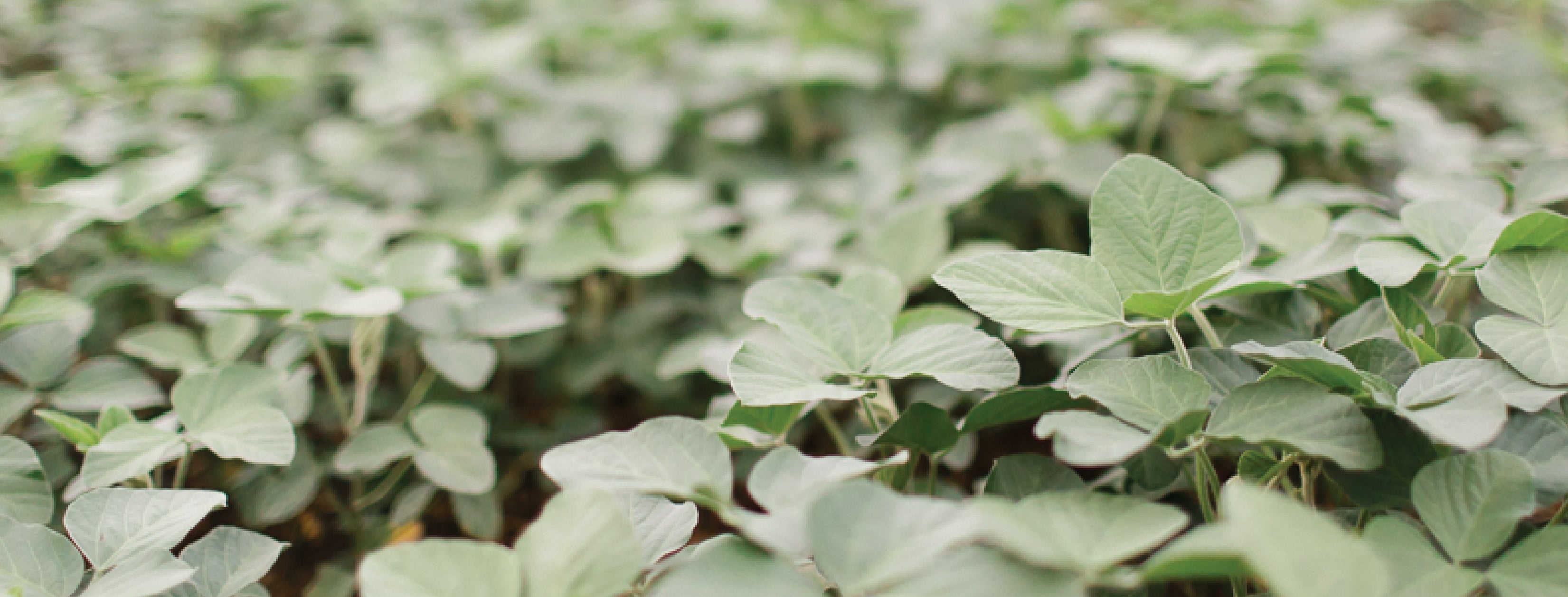 Seed Care – Win Biologics